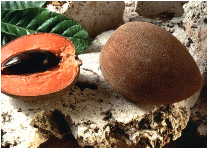 Frutas Cubanas: El Zapote
