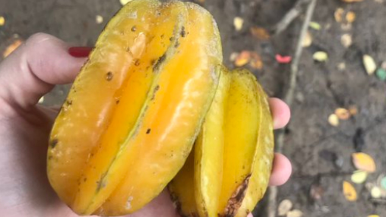 Frutas cubanas: Las 13 más populares y deliciosas de la Isla