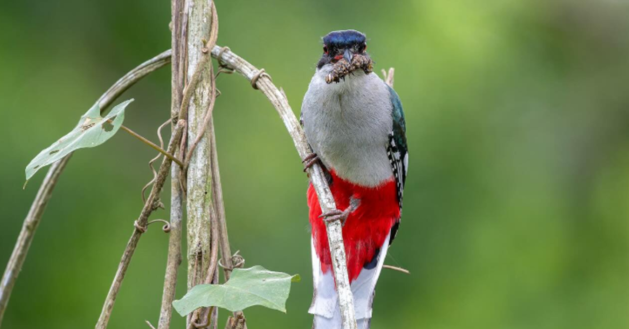 Así logró el fotógrafo del tocororo capturar el ave más difícil de Cuba